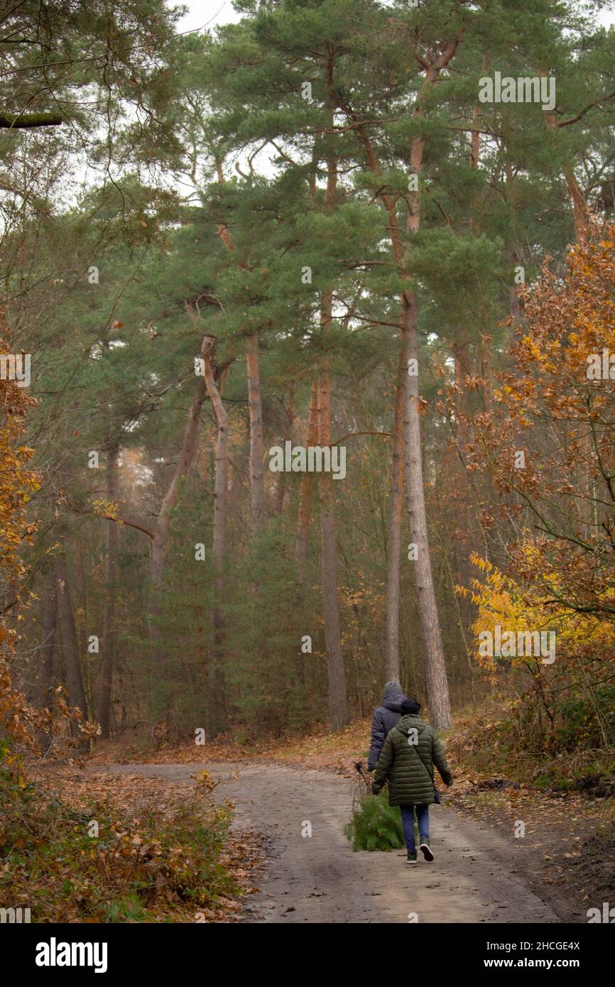 Vertical shot of two people carrying a tiny tree walking on a path in a ...