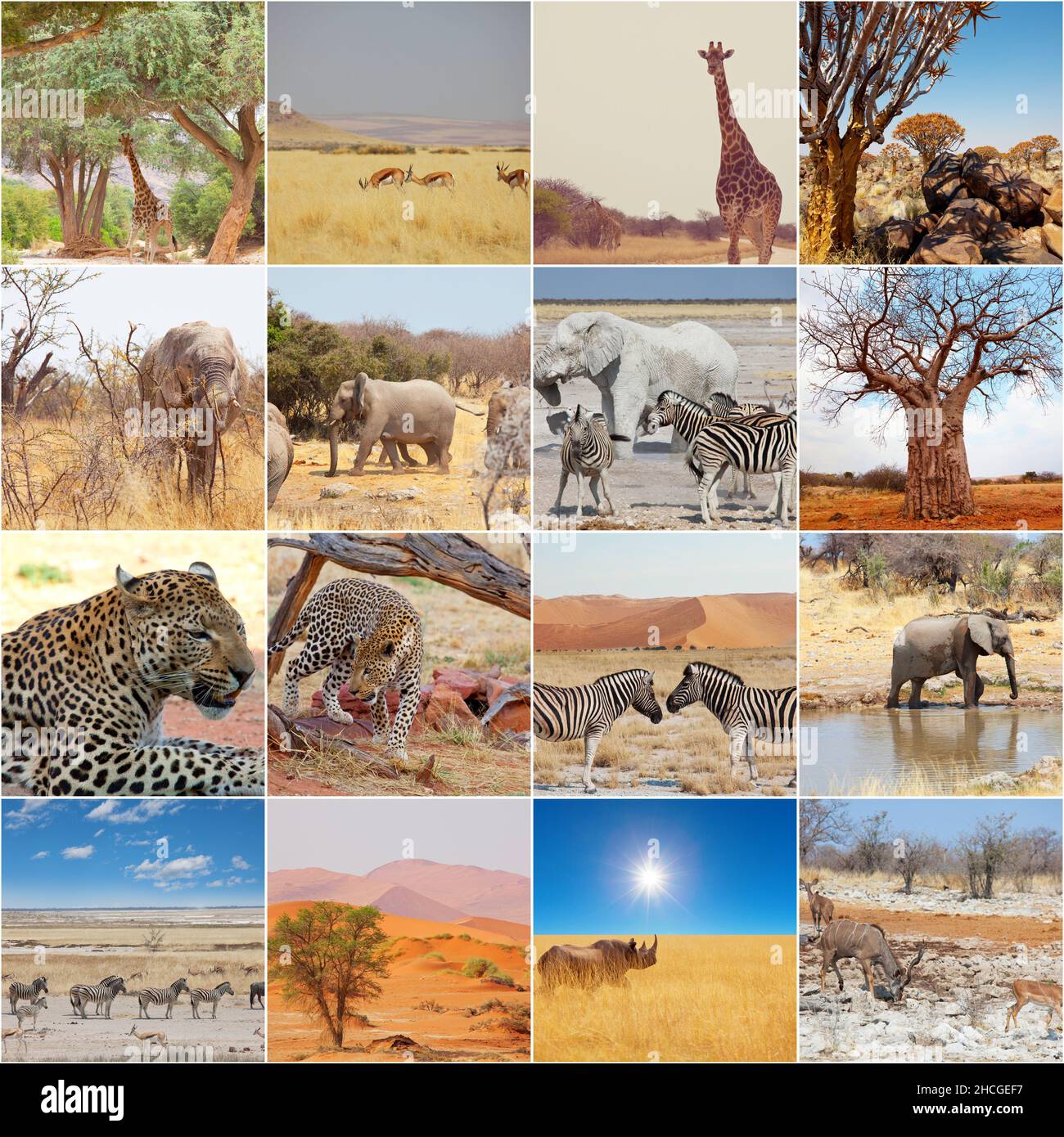 Tourist attraction on african safari in Namibia Stock Photo - Alamy