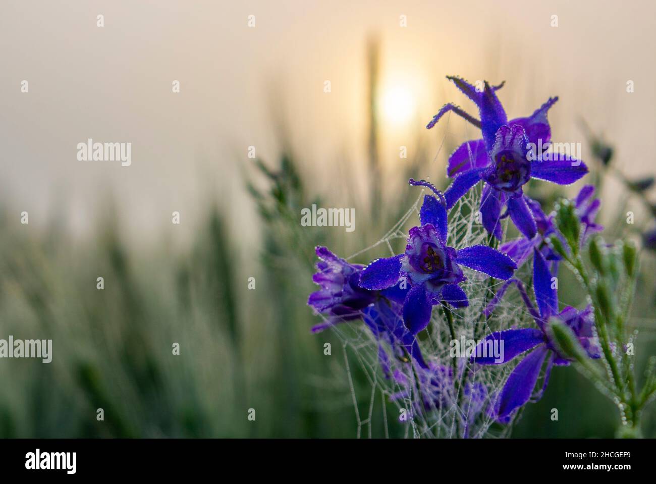Sunlight And Dew On Flowers High Resolution Stock Photography and ...