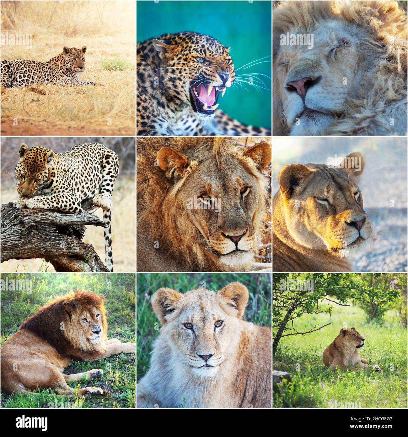 Wild lions and leopard collection Stock Photo - Alamy