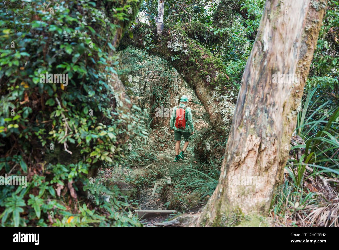 Hike in jungle on Hawaii island Stock Photo - Alamy
