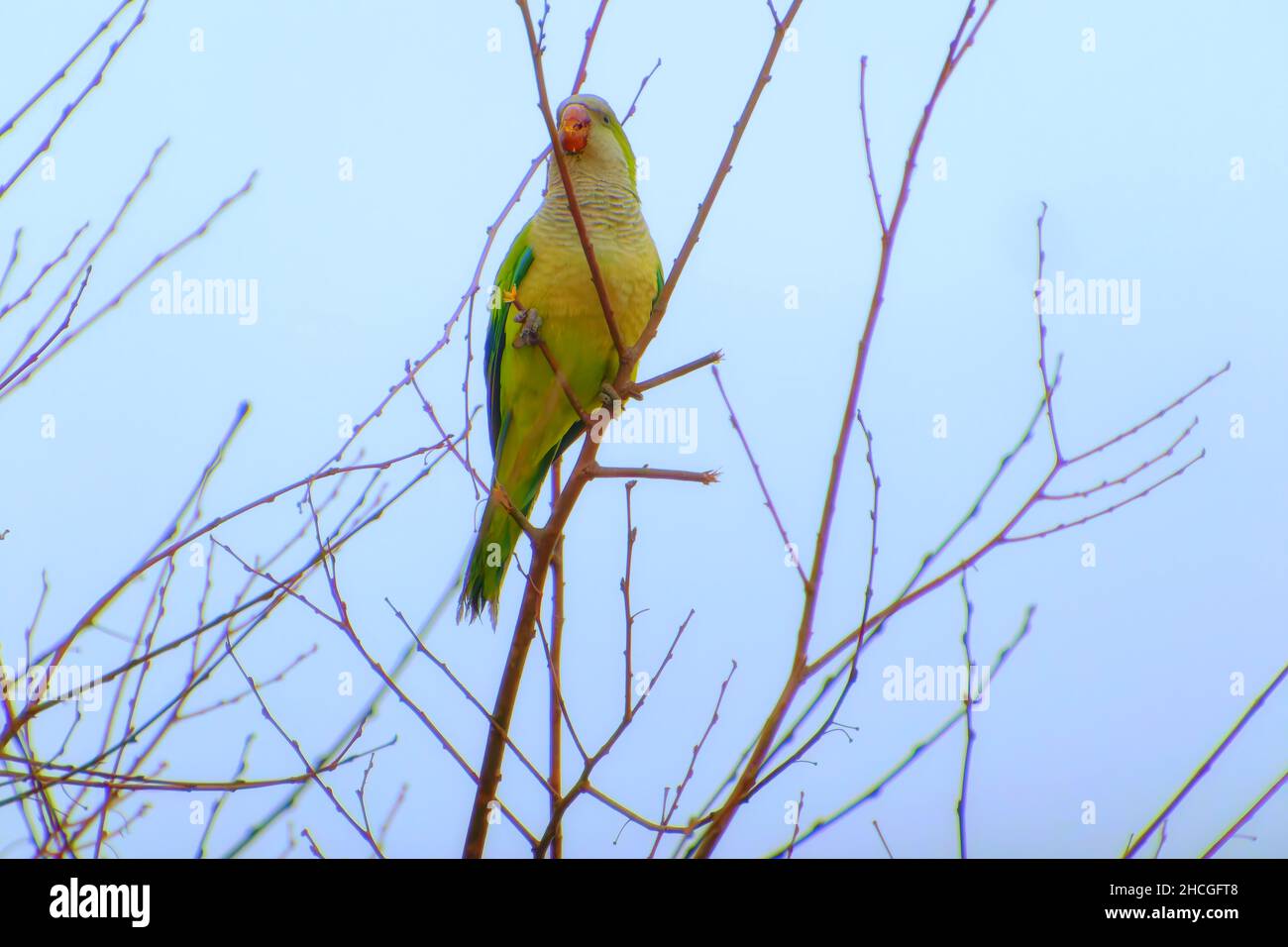 Parrot birds STanding Stock Photo - Alamy