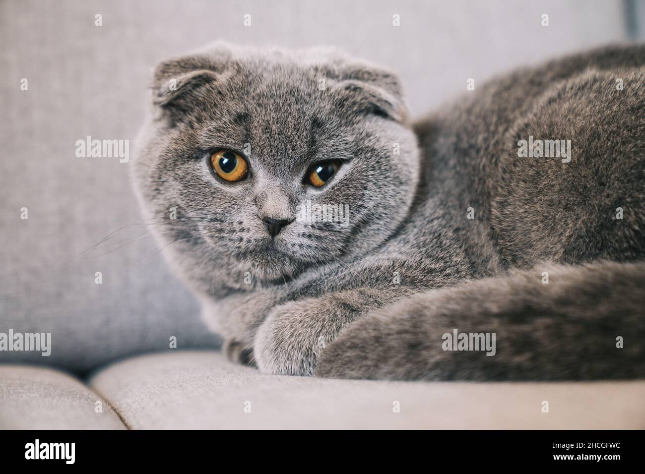 Lovable young kitten lying on a couch. The Scottish Fold Shorthair with ...