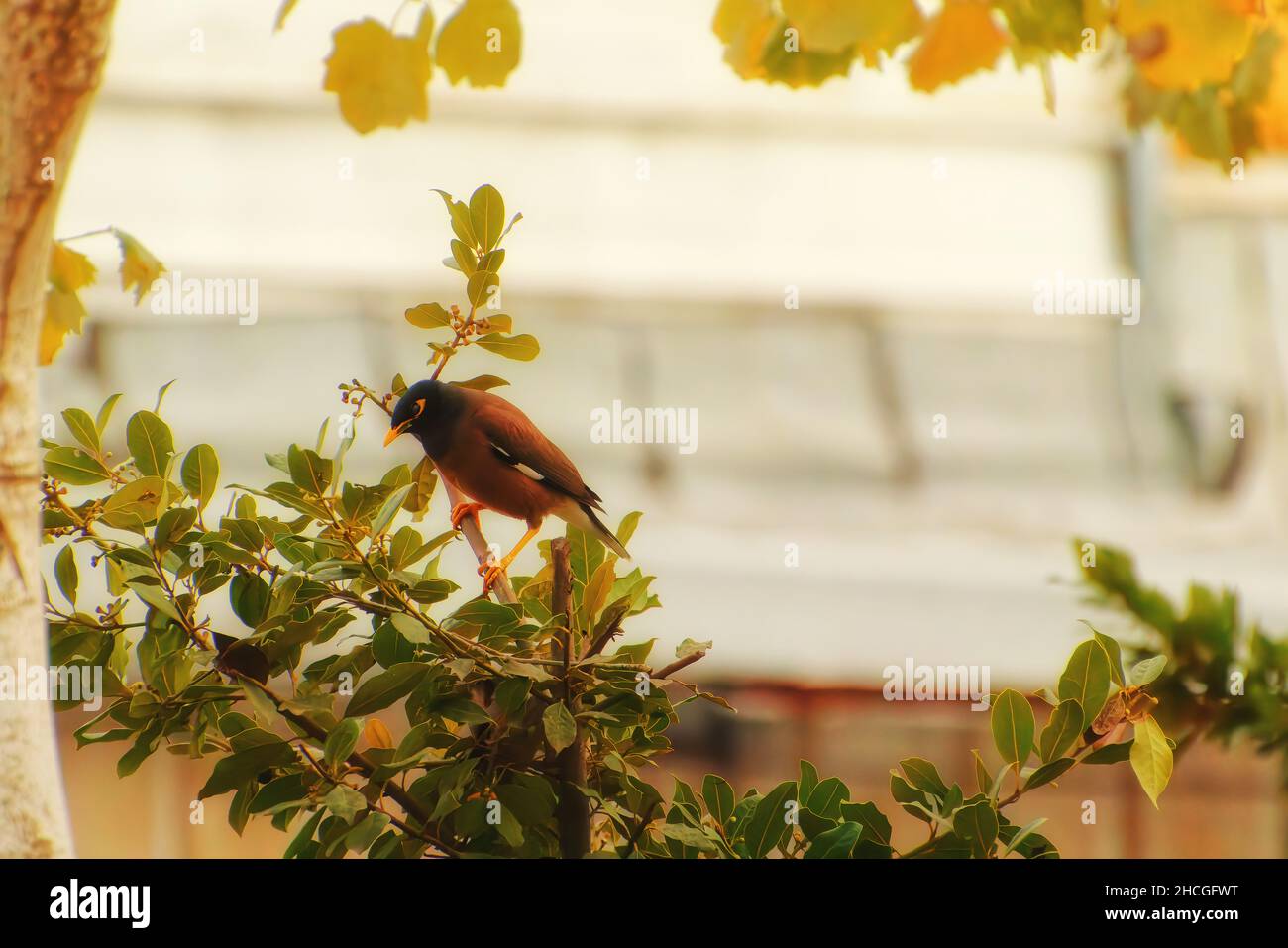 Beautiful brown mayna looking towards camera Stock Photo - Alamy