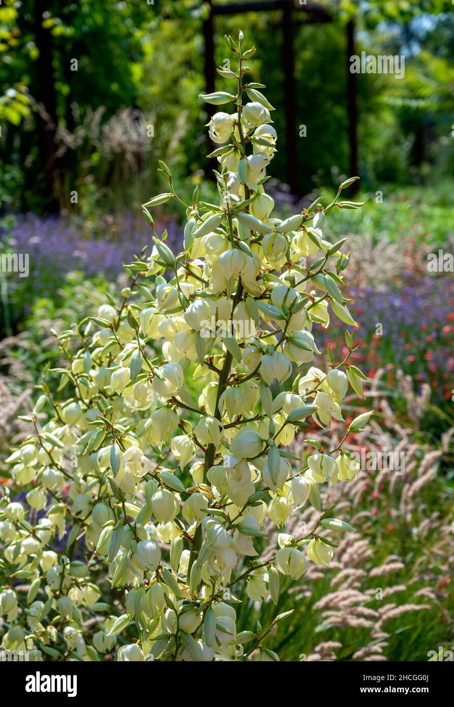 white flourishing agave plant in an ornamental garden Stock Photo - Alamy