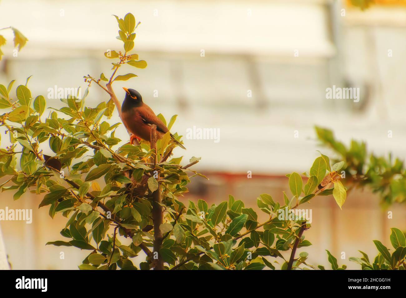 Myna Camera High Resolution Stock Photography and Images - Alamy