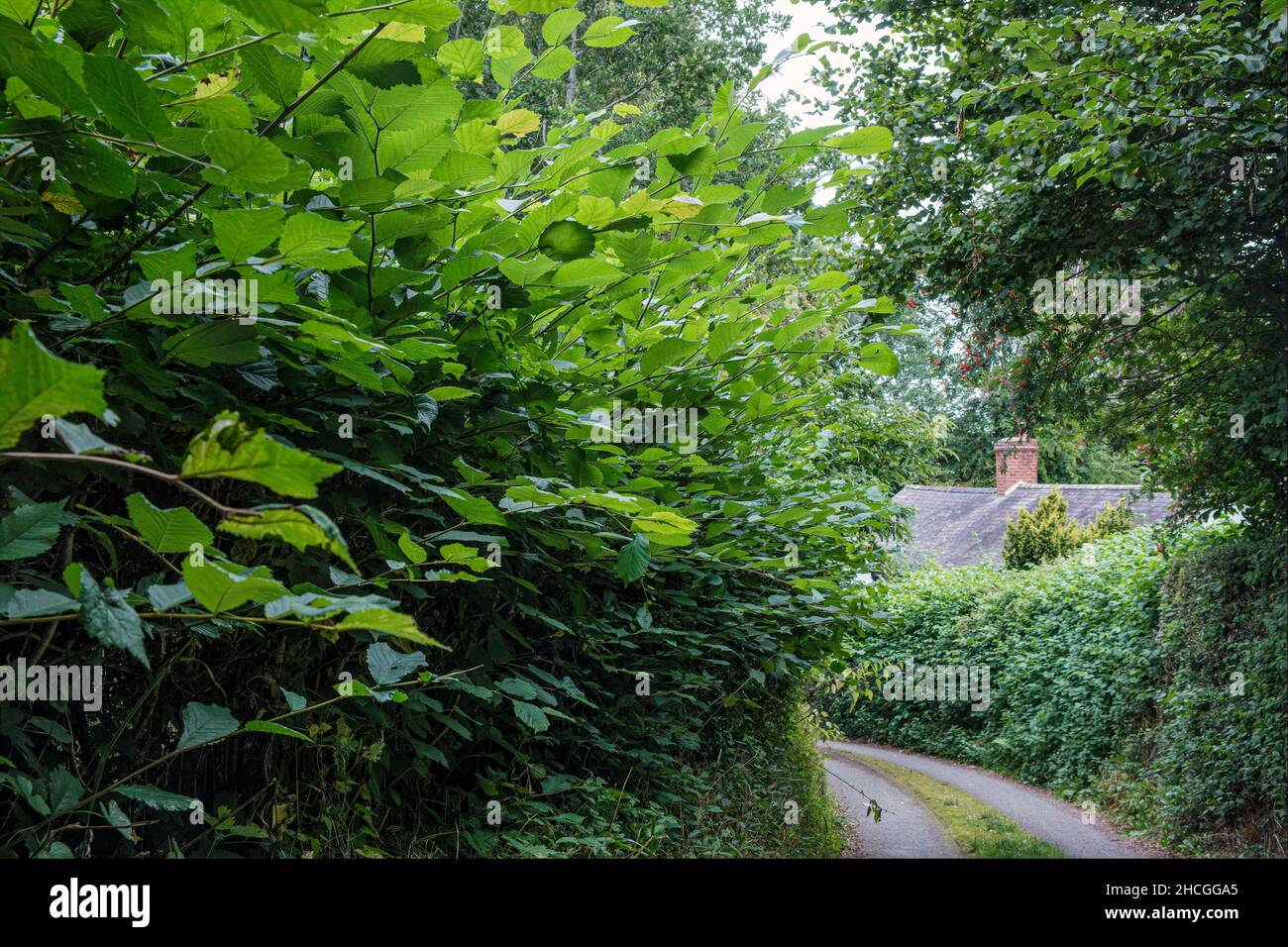 A hazel hedgerow in a country lane on the route of the Offas Dyke Path ...