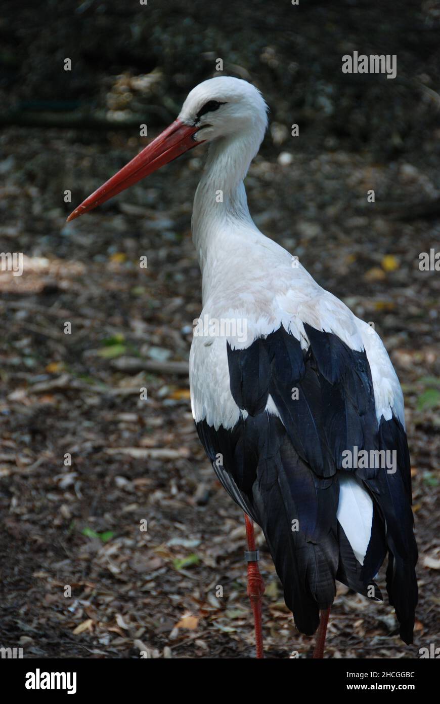 Vertical shot of a stork in a park Stock Photo - Alamy