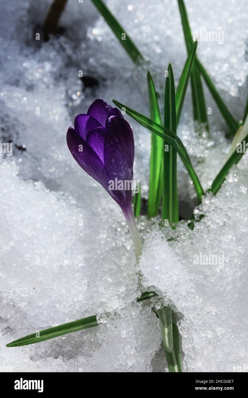 Beautiful purple crocus in melting snow. Spring flower grew through the ...