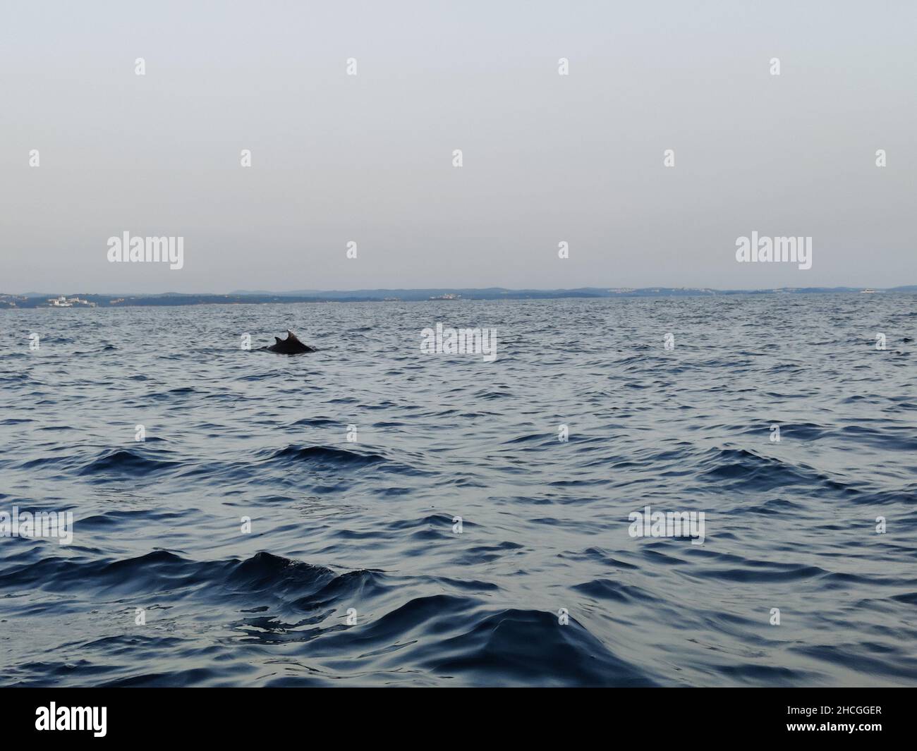 Beautiful shark hi-res stock photography and images - Alamy