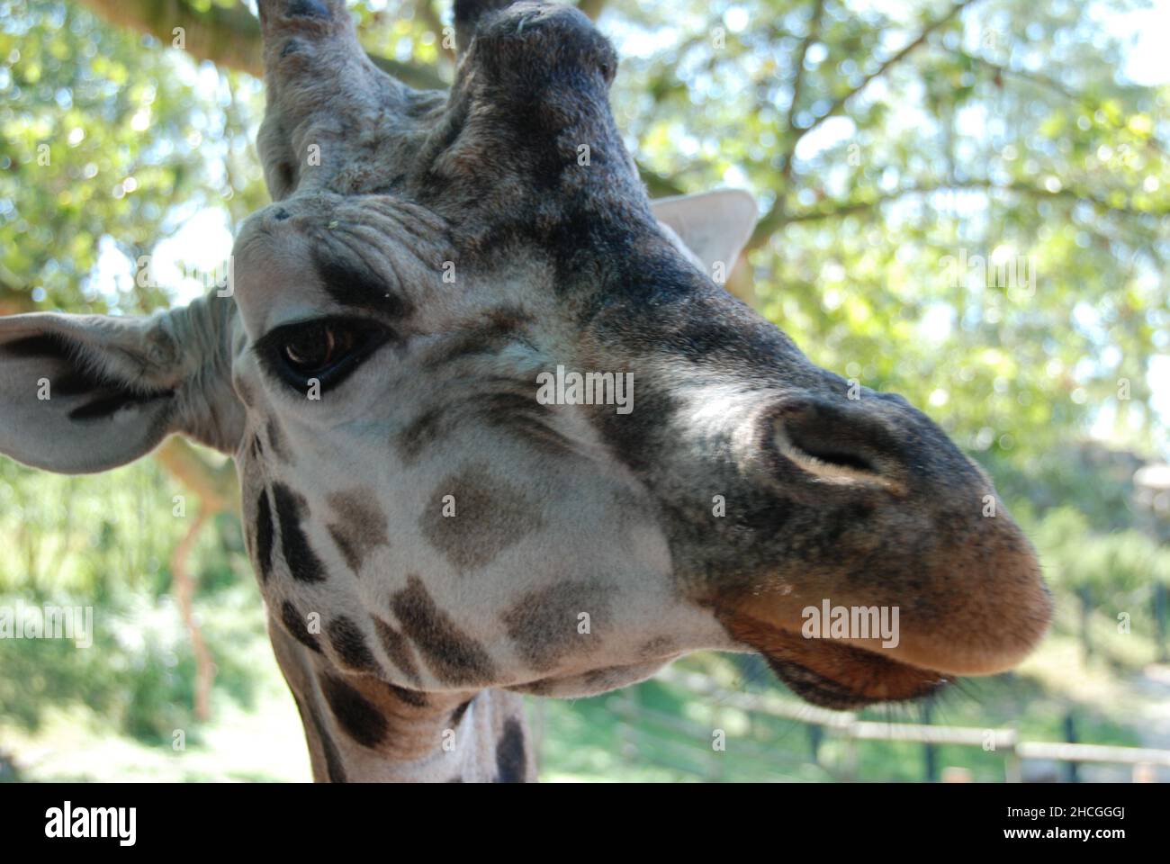 Giraffe head closeup hi-res stock photography and images - Alamy