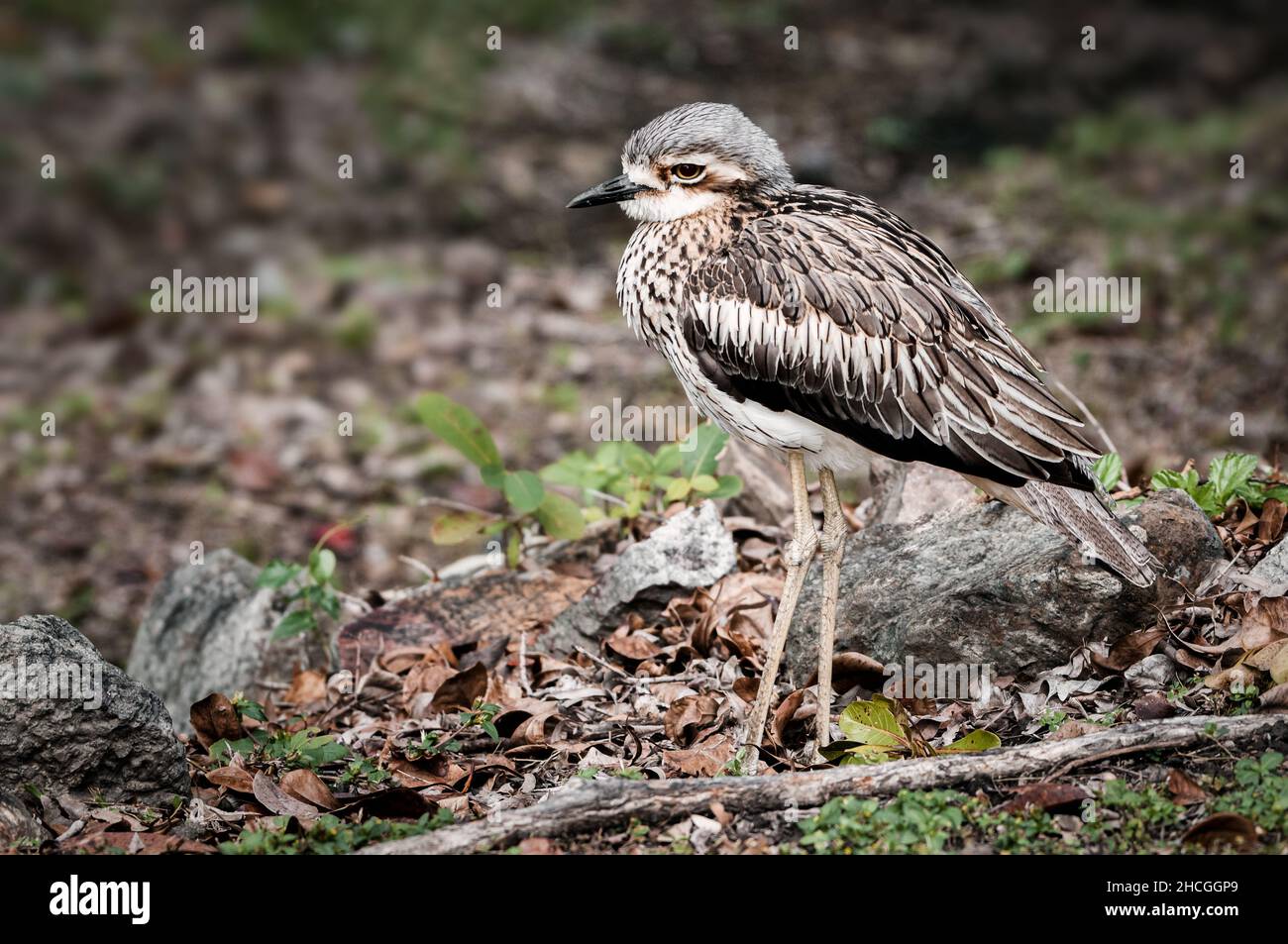 Bush Stone-Curlew well camouflaged in its habitat Stock Photo - Alamy