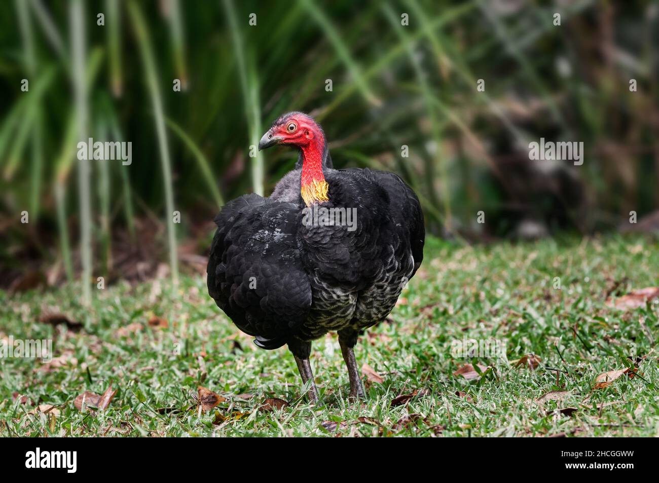 Australian natural woodland hi-res stock photography and images - Alamy