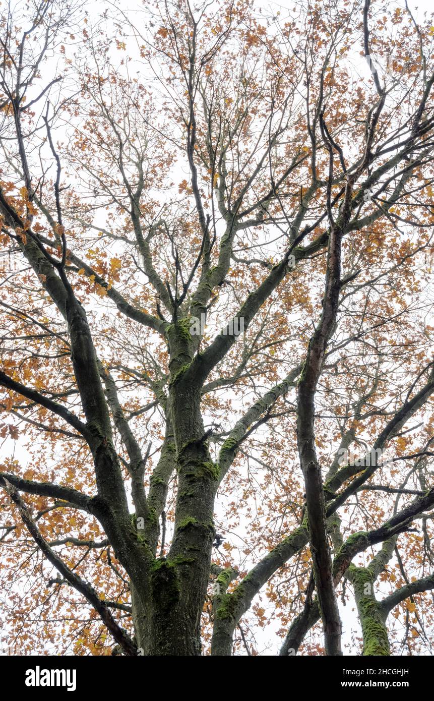 Looking up the branches and twigs of an oak tree (Quercus) during ...