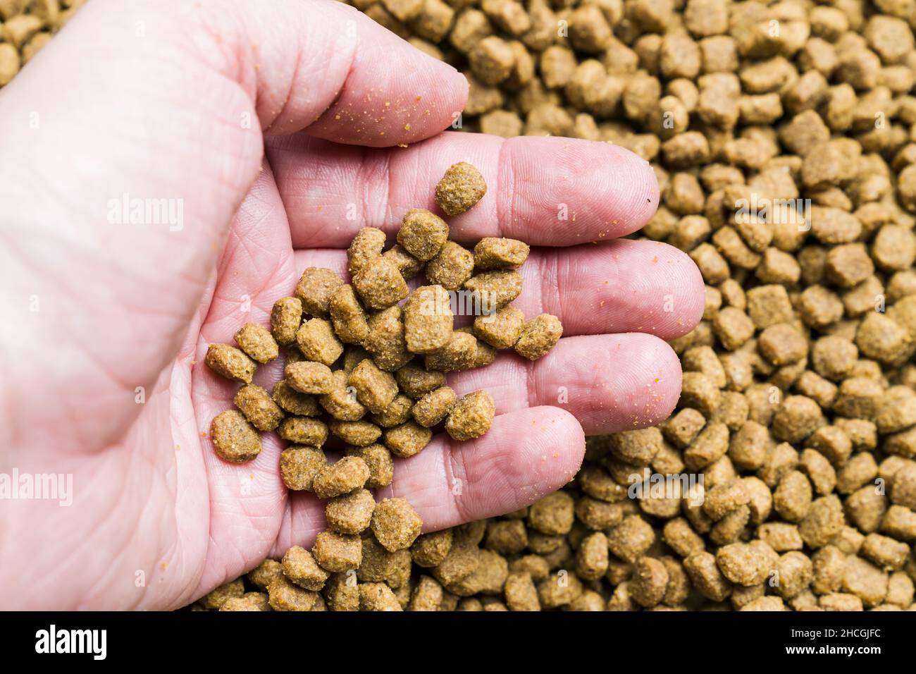 Cat food in the fingers above cat food background Stock Photo - Alamy