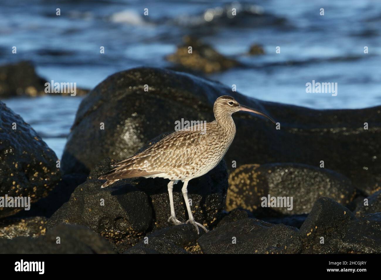Whimbrel on a rocky shore where they feed hunting for crustaceans ...