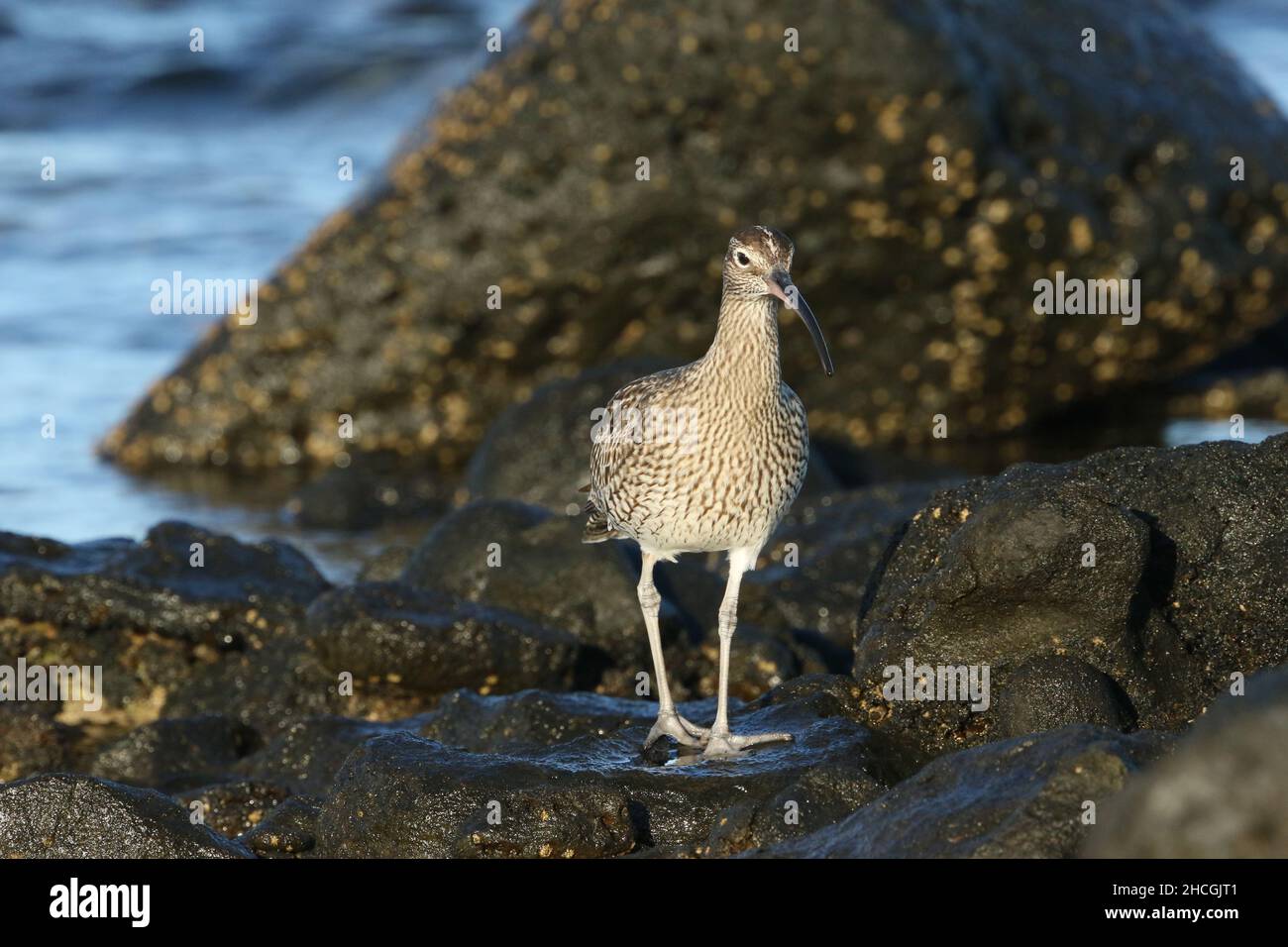 Whimbrel on a rocky shore where they feed hunting for crustaceans ...