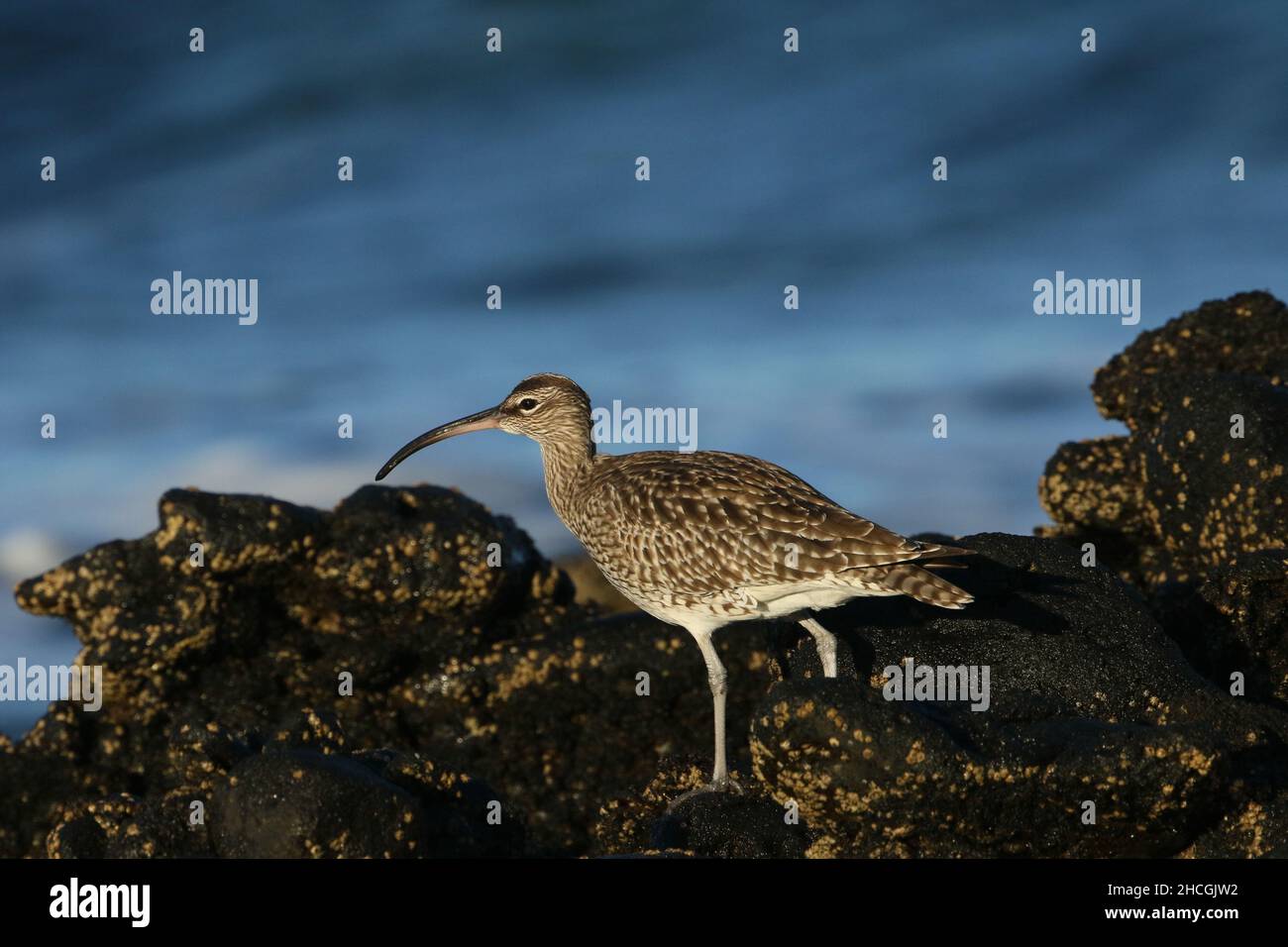 Whimbrel on a rocky shore where they feed hunting for crustaceans ...