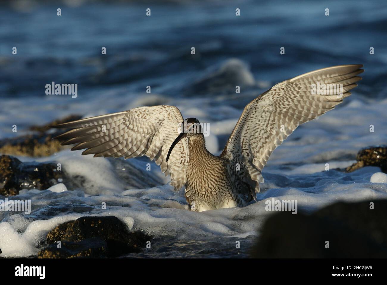 Whimbrel on a rocky shore where they feed hunting for crustaceans ...