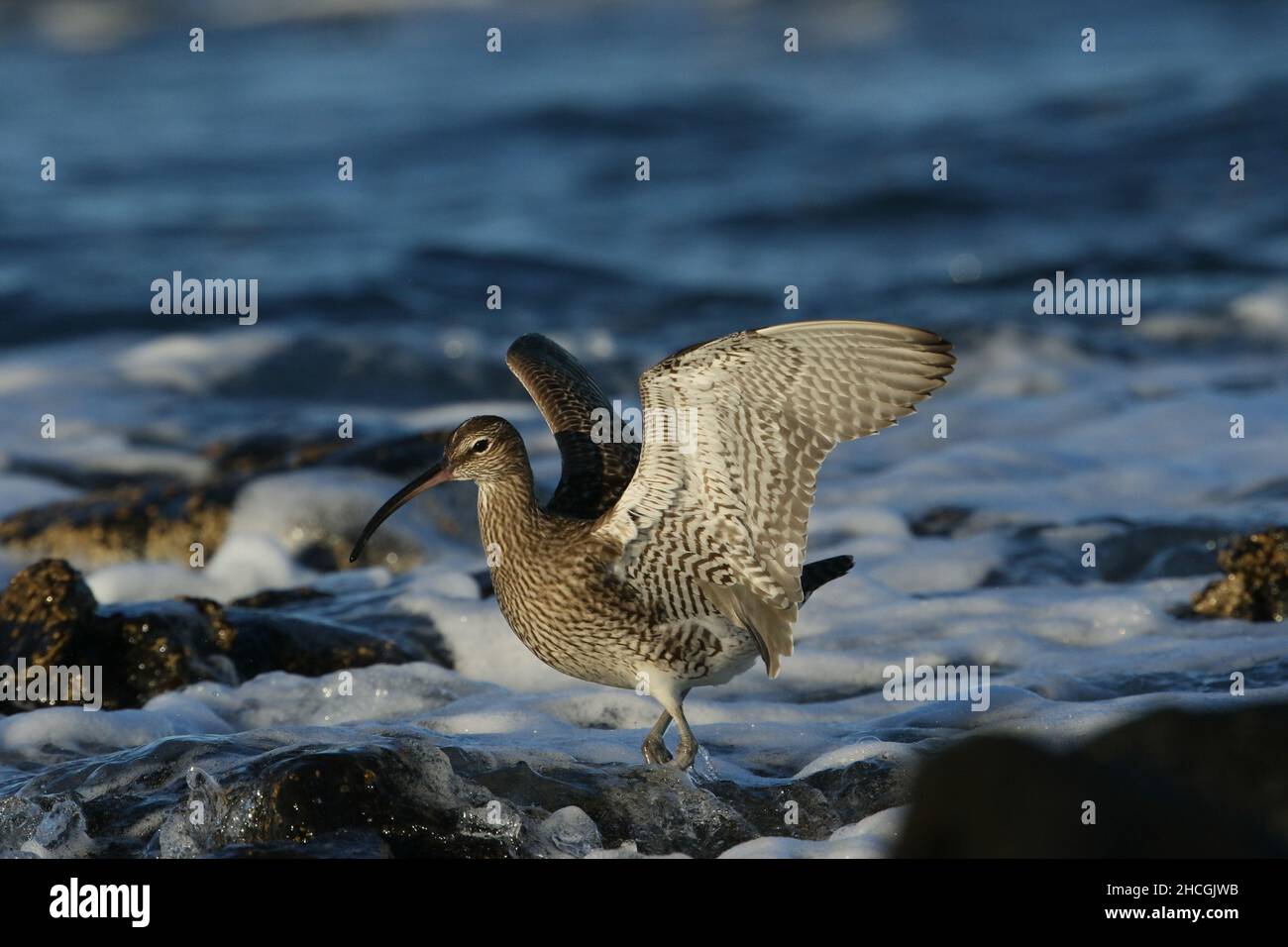 Whimbrel on a rocky shore where they feed hunting for crustaceans ...