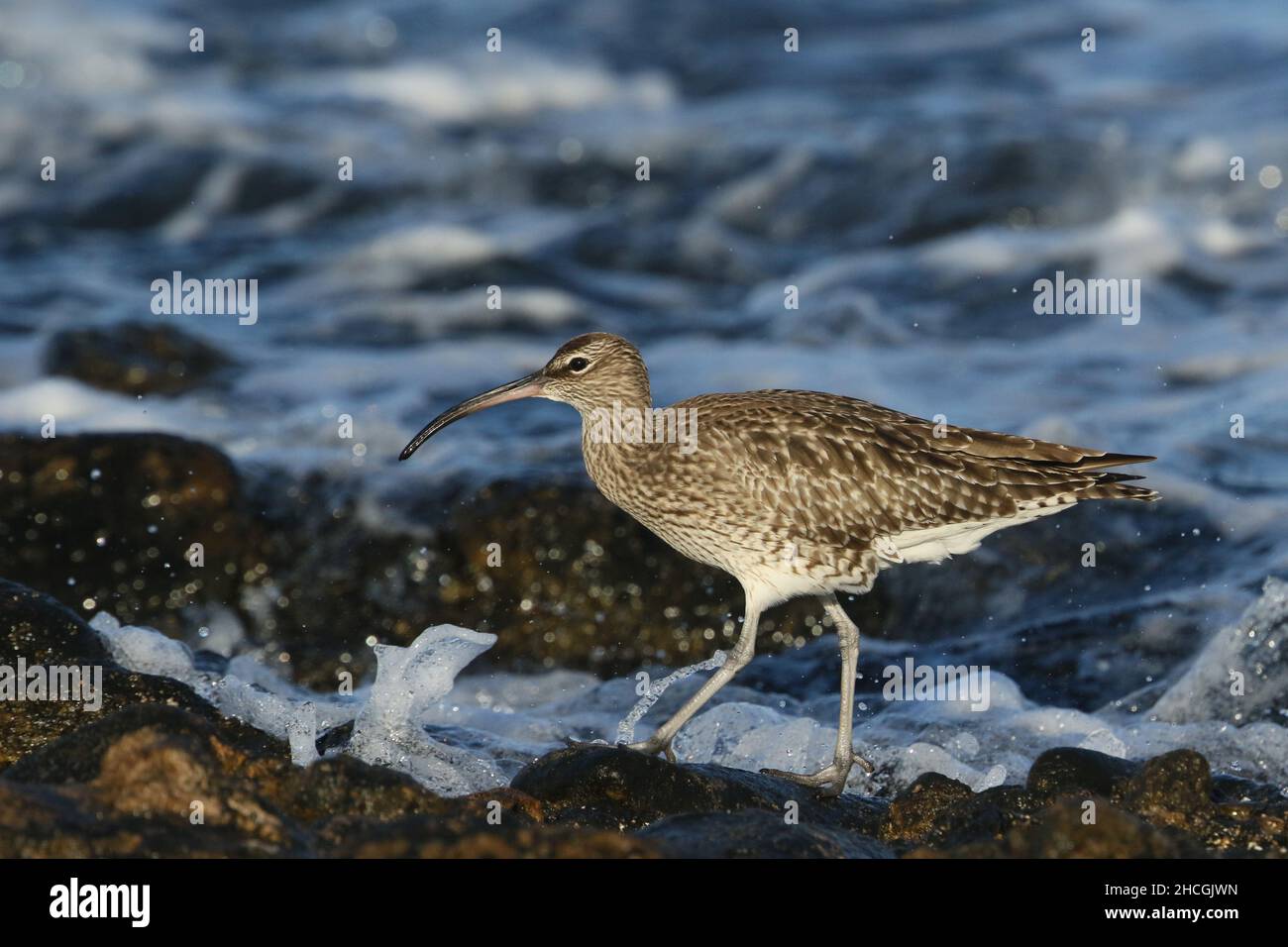 Whimbrel on a rocky shore where they feed hunting for crustaceans ...