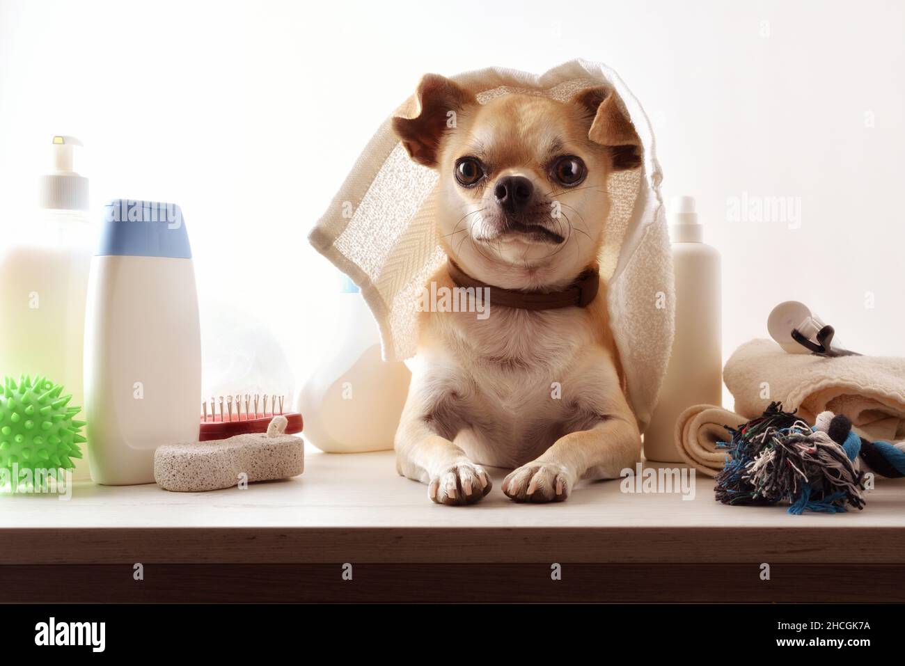 Dog grooming background with chihuahua with towel on head and grooming ...