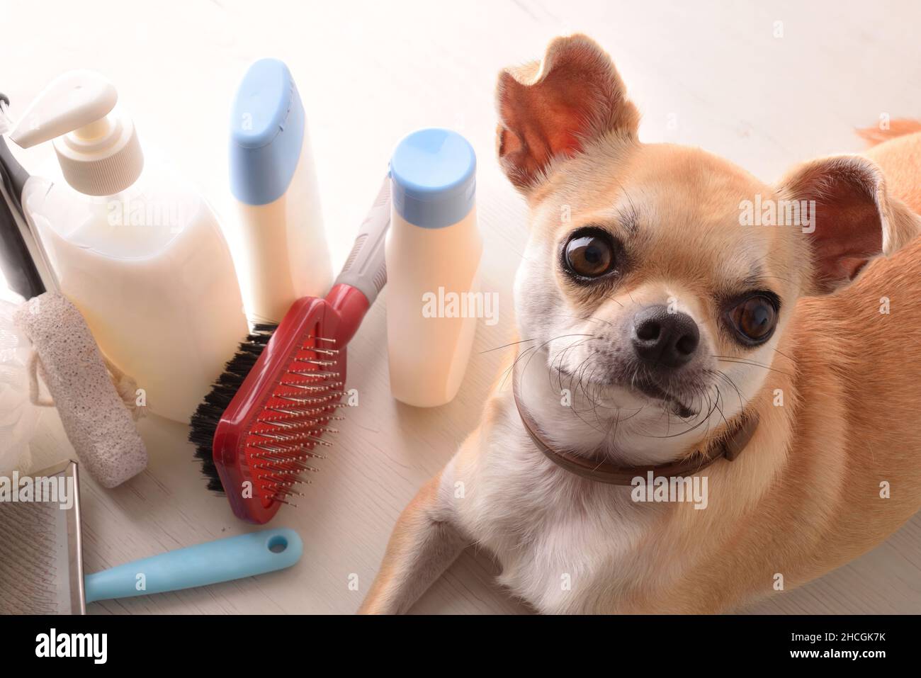 Dog grooming background with chihuahua and grooming products around ...