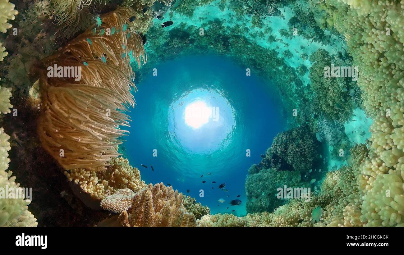 Tropical colourful underwater seascape. Tropical fishes and coral reef ...