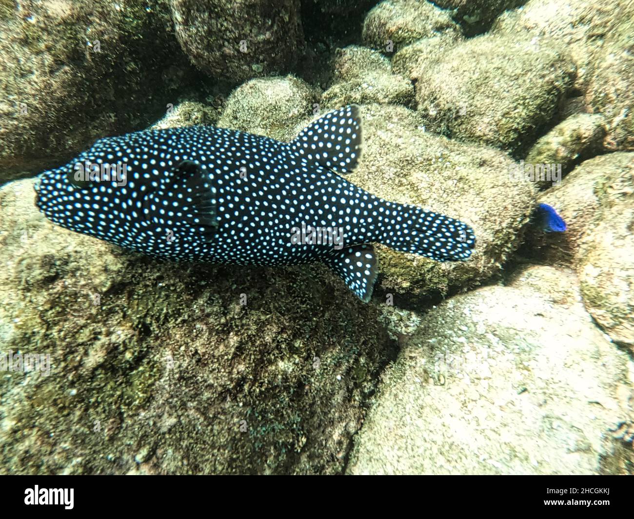 Black And White Spotted Tropical Fish