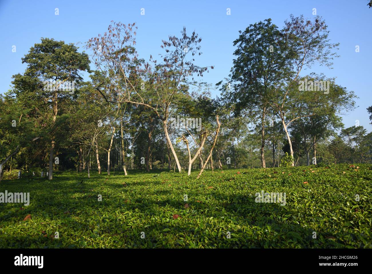 Tea garden of the Dooars. Lataguri, Jalpaiguri, West Bengal, India ...