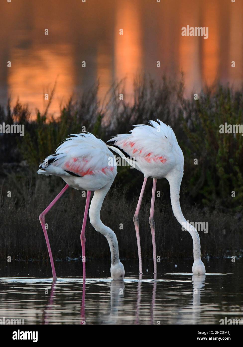 Pink flamingos at sunset hi-res stock photography and images - Alamy