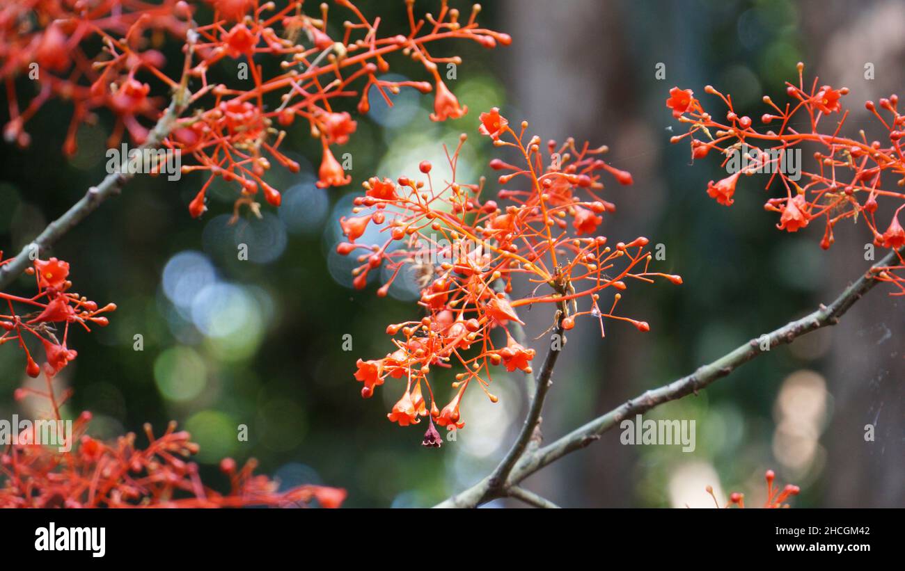Close-up photos of Flame Currajong Flowers Stock Photo - Alamy