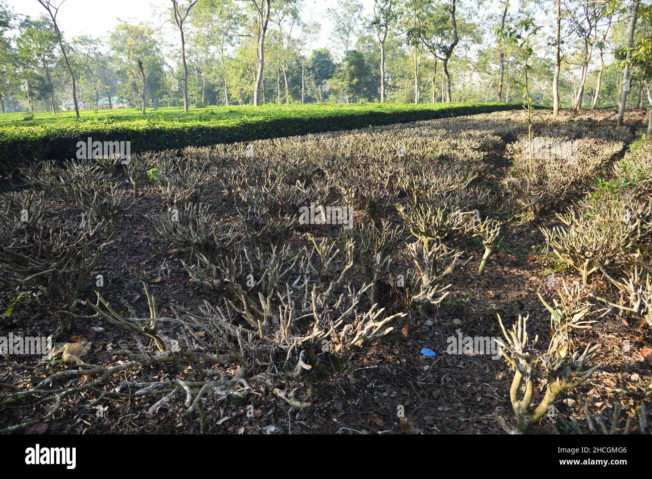 Pruned tea bushes at regular interval to maintain the height and ...