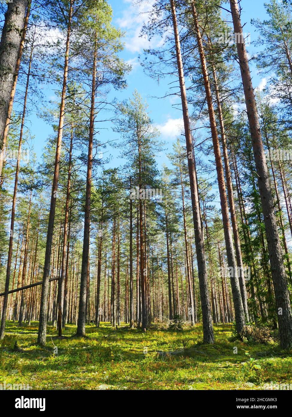 pine forest beautiful summer landscape, tall pine trees in in the blue ...