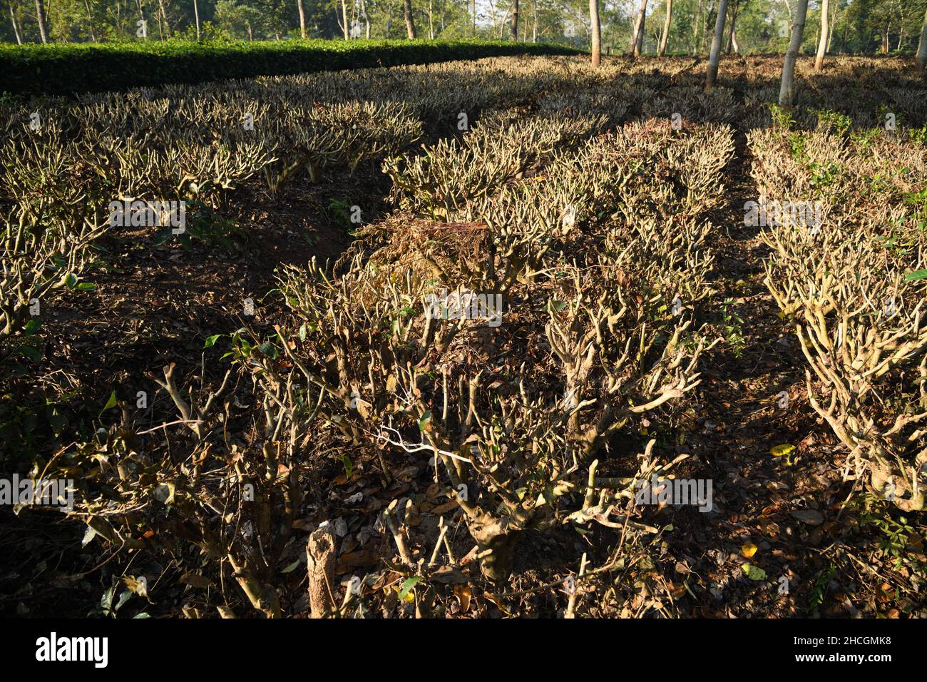 Pruned tea bushes at regular interval to maintain the height and ...