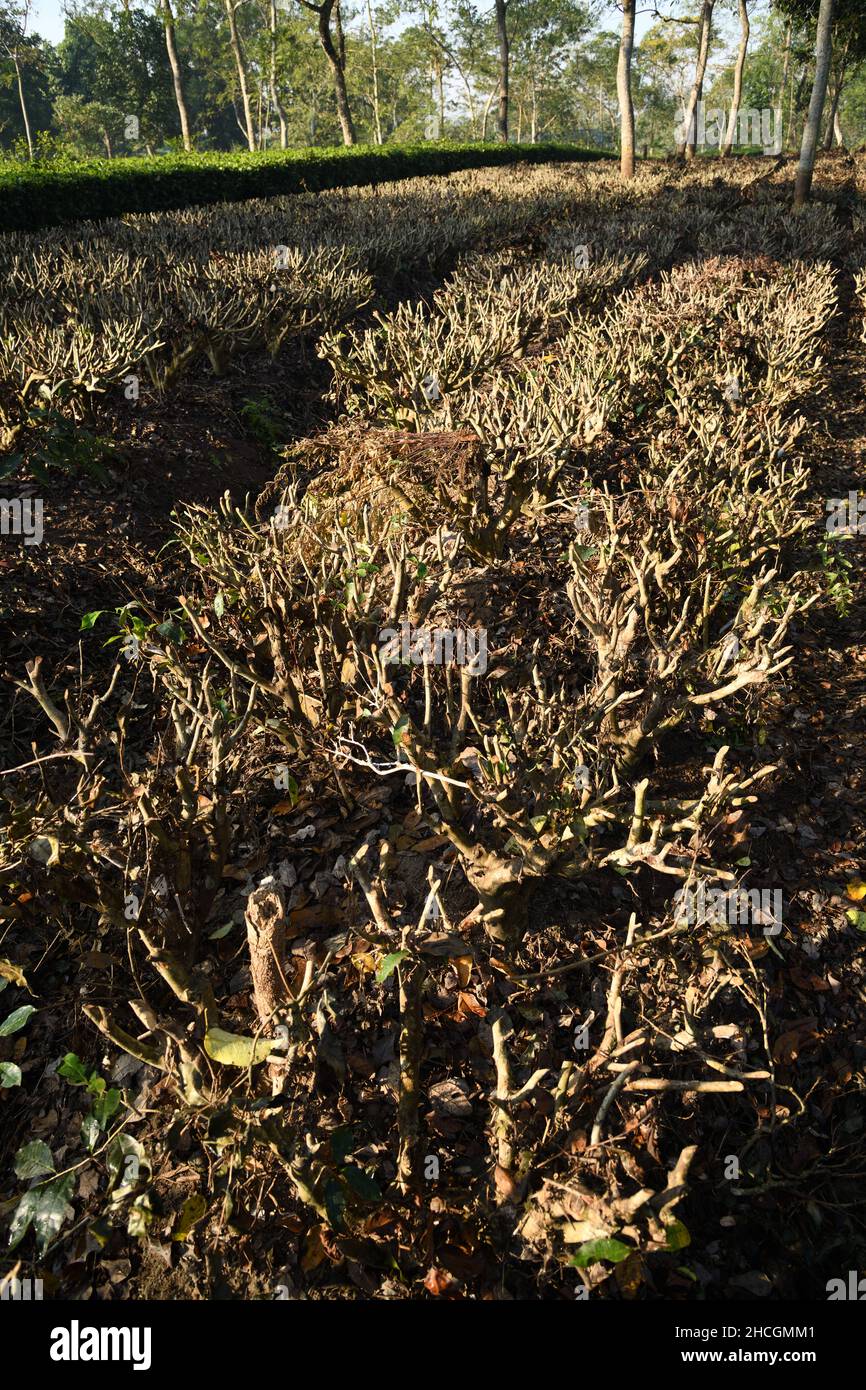 Pruned tea bushes at regular interval to maintain the height and ...