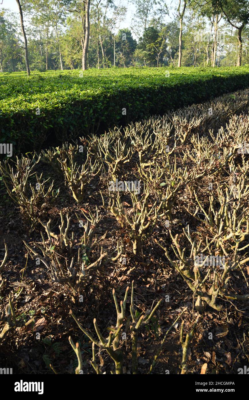 Pruned tea bushes at regular interval to maintain the height and ...