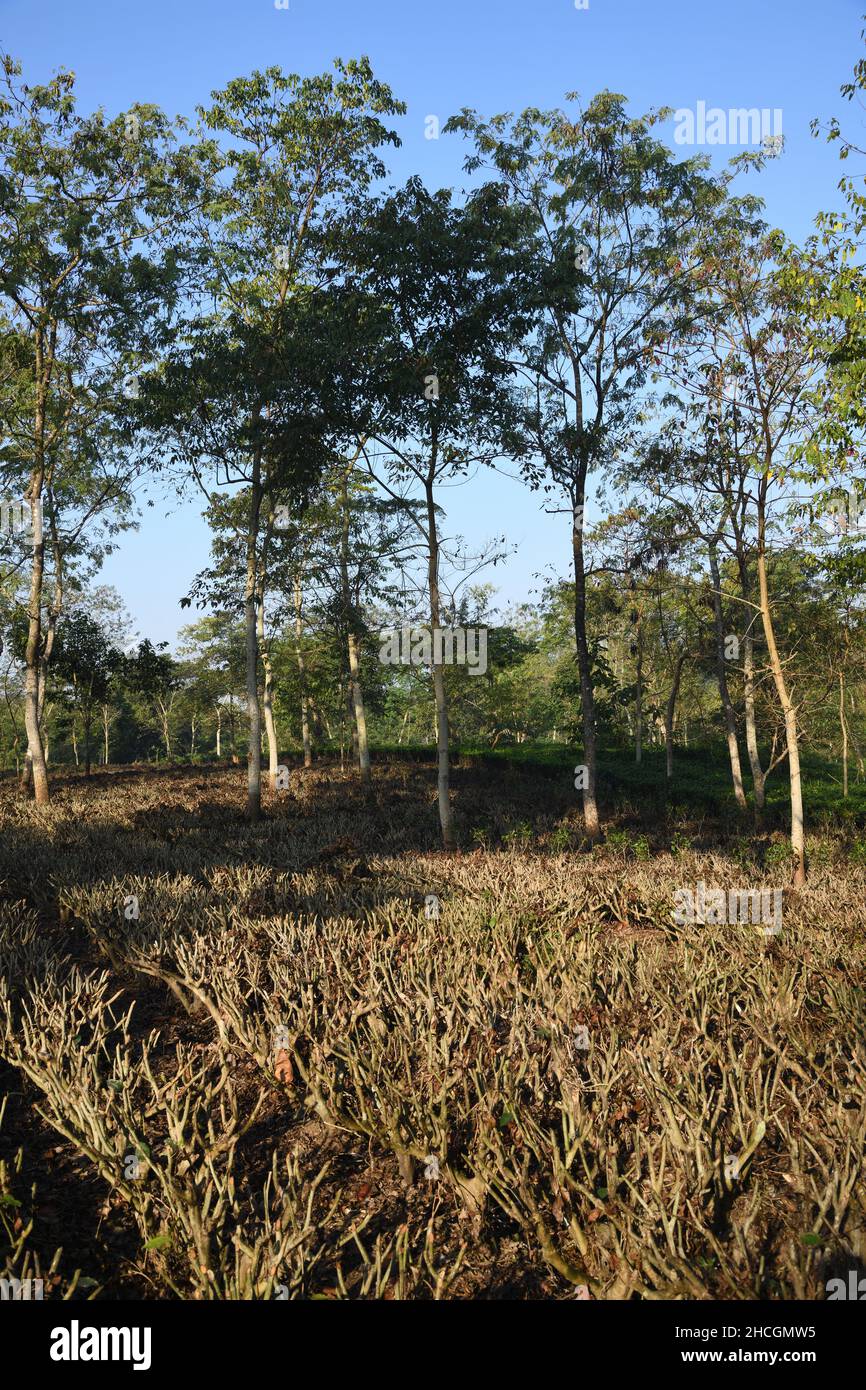 Pruned tea bushes at regular interval to maintain the height and ...