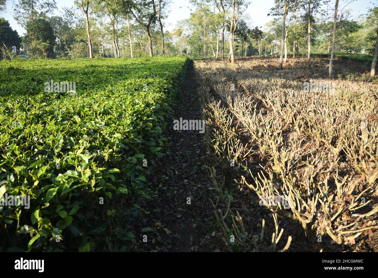 Pruned tea bushes (right side) at regular interval to maintain the ...