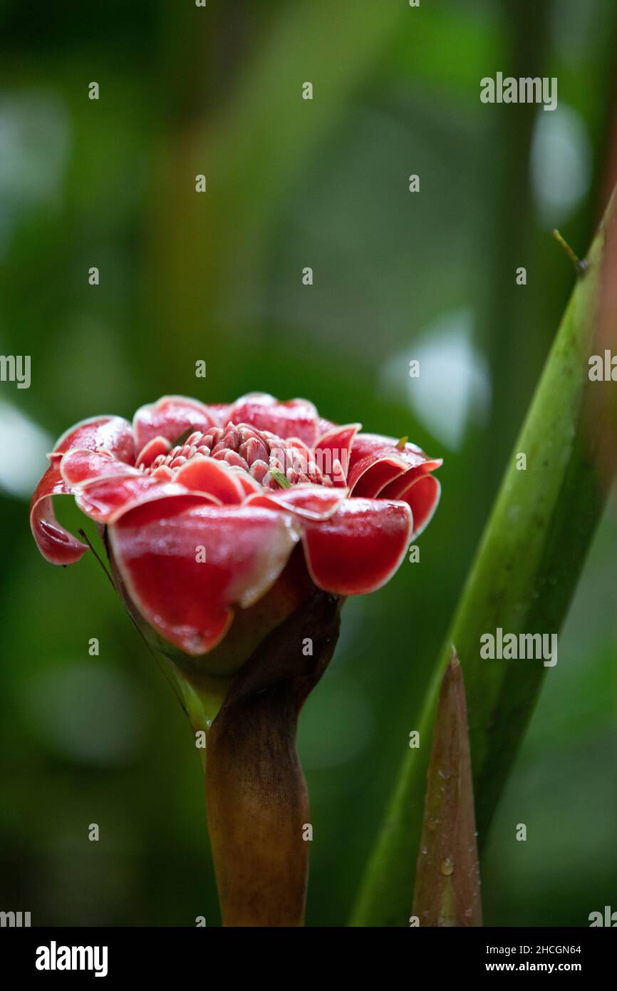Etlingera elatior, also known as torch ginger, ginger flower, red ...