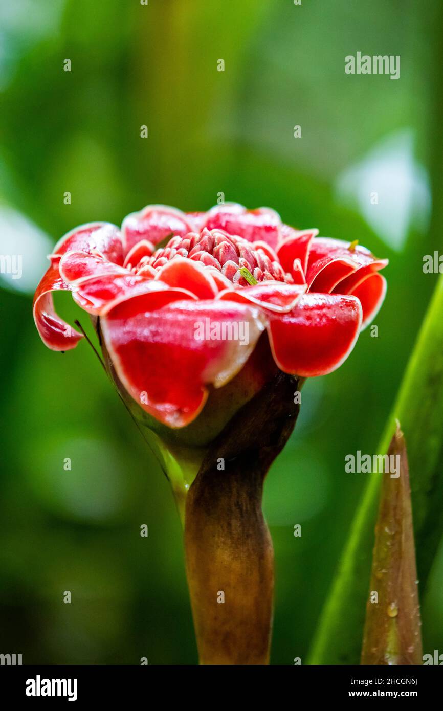 Etlingera elatior, also known as torch ginger, ginger flower, red ...