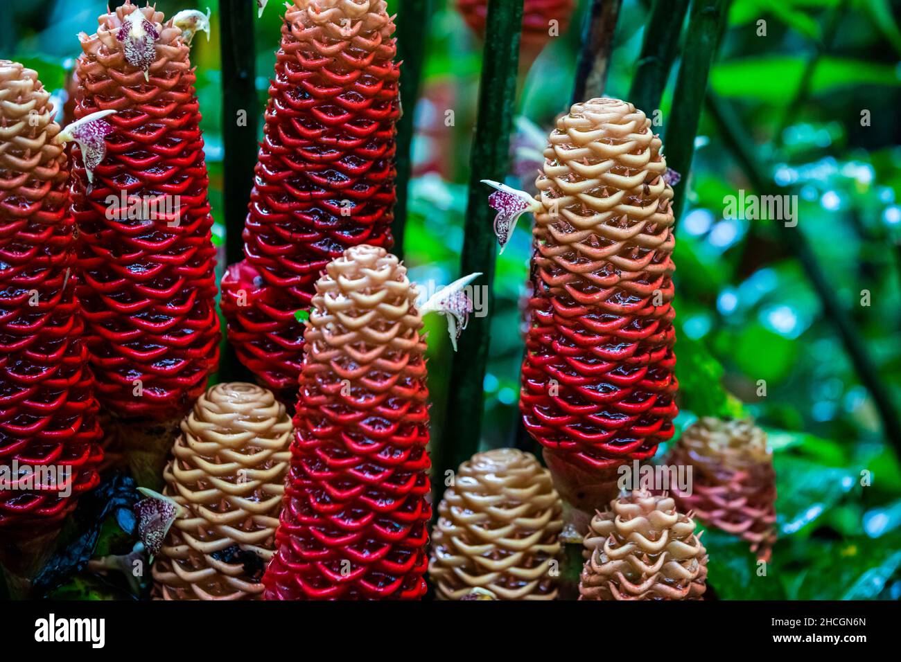 Beehive ginger plant (Zingiber spectabilis) over tropical background in ...