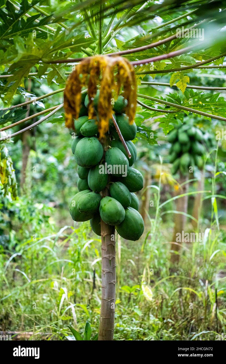 Green fruits of papaya, papaw, pawpaw in the Carica papaya tree in ...