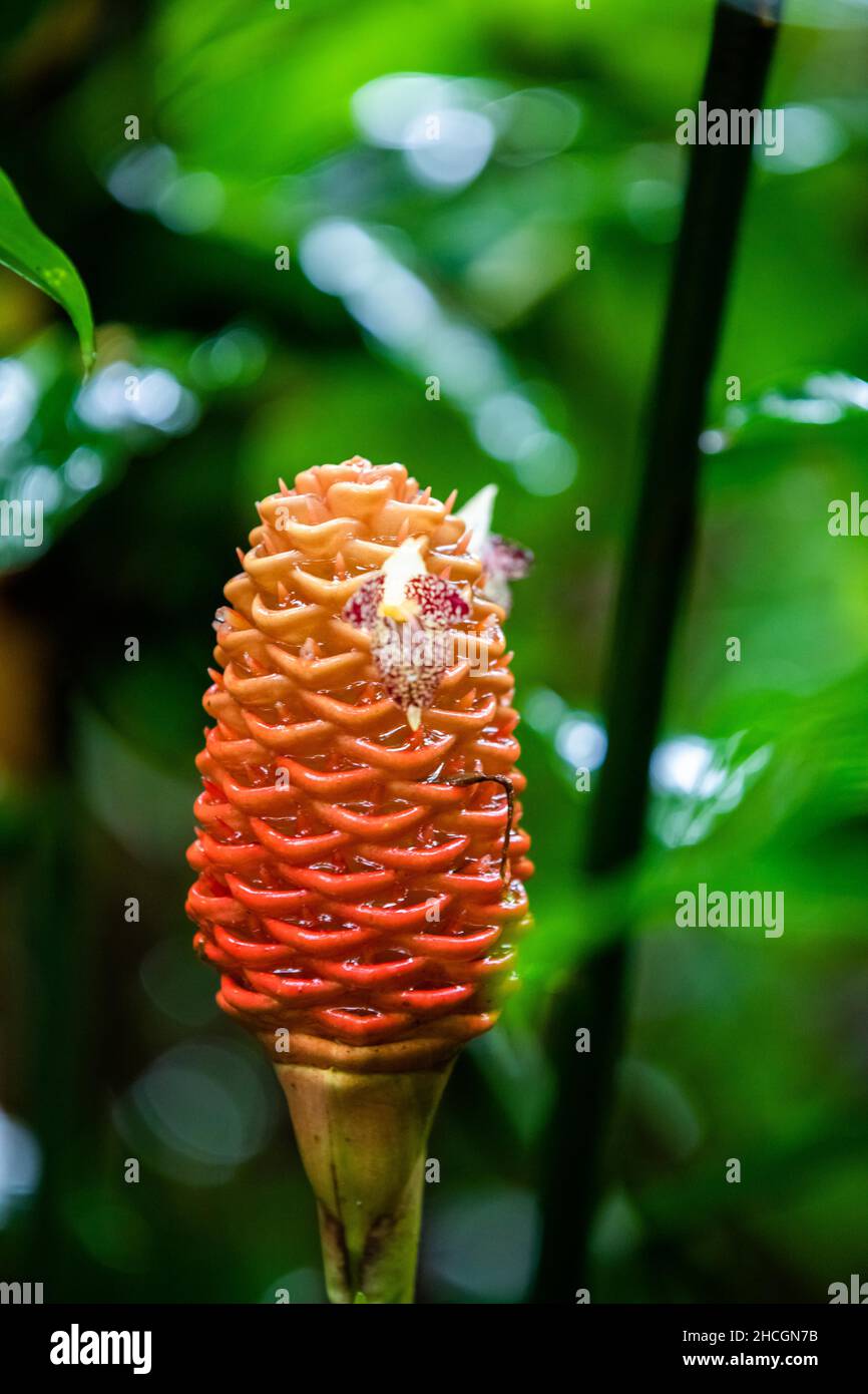 Beehive ginger plant (Zingiber spectabilis) over tropical background in ...