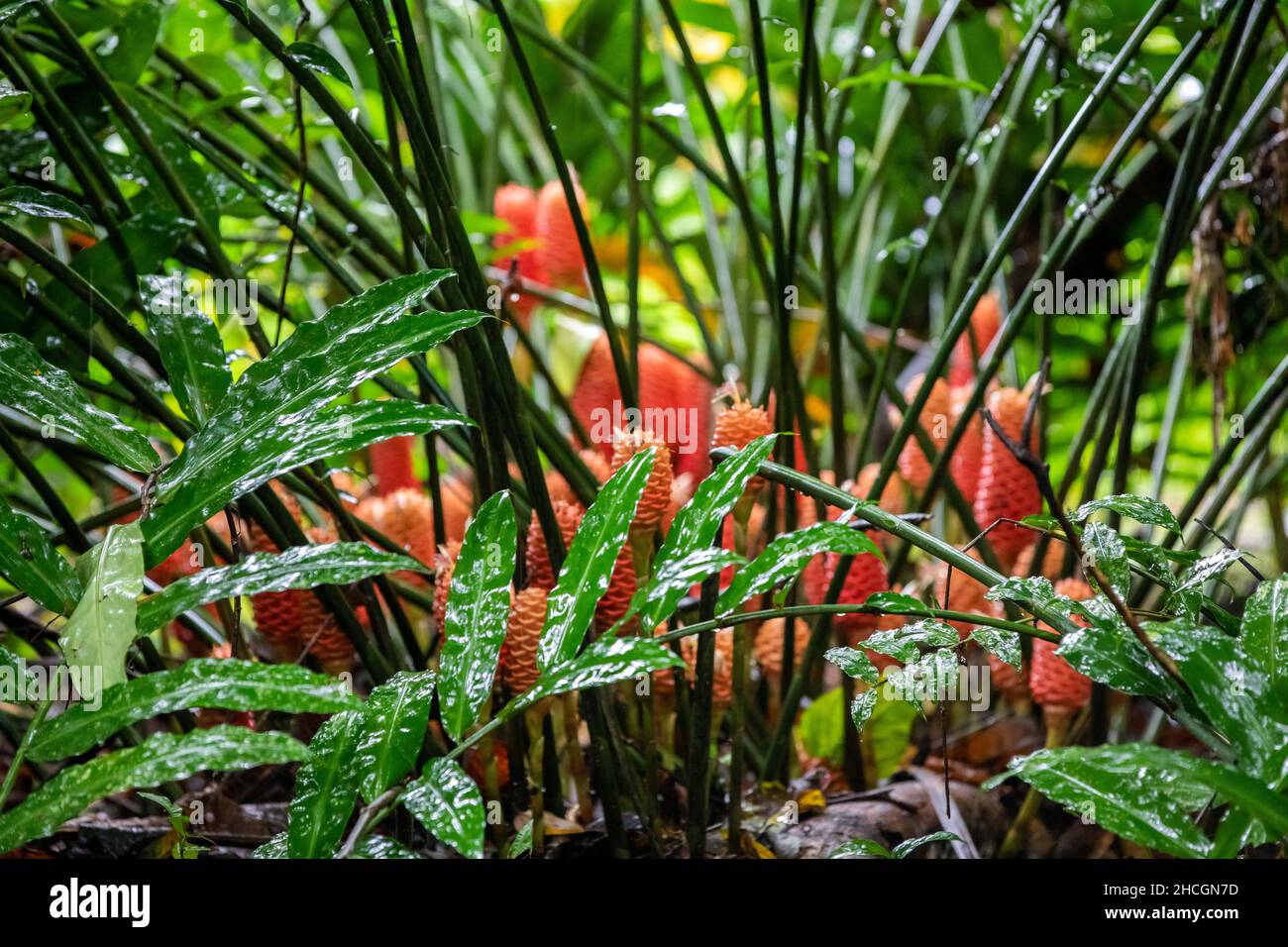 Beehive ginger plant (Zingiber spectabilis) over tropical background in ...