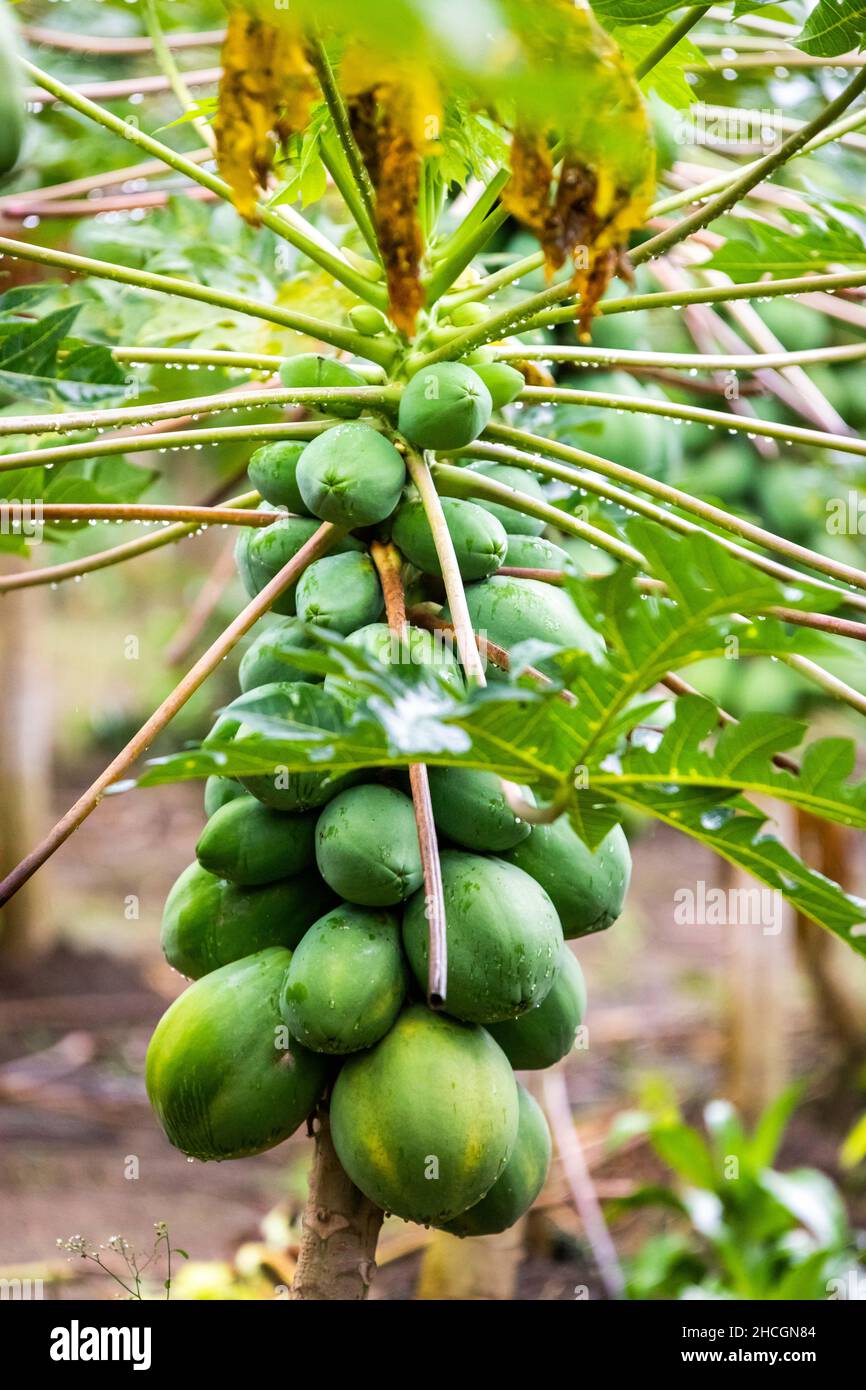 Papaya tree costa rica hi-res stock photography and images - Alamy