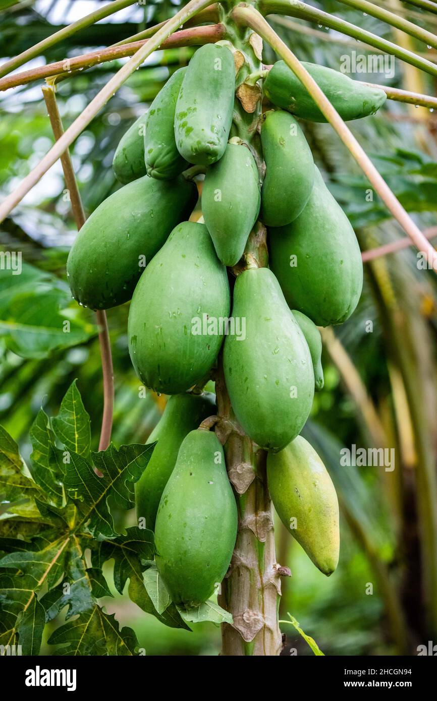 Green fruits of papaya, papaw, pawpaw in the Carica papaya tree in ...