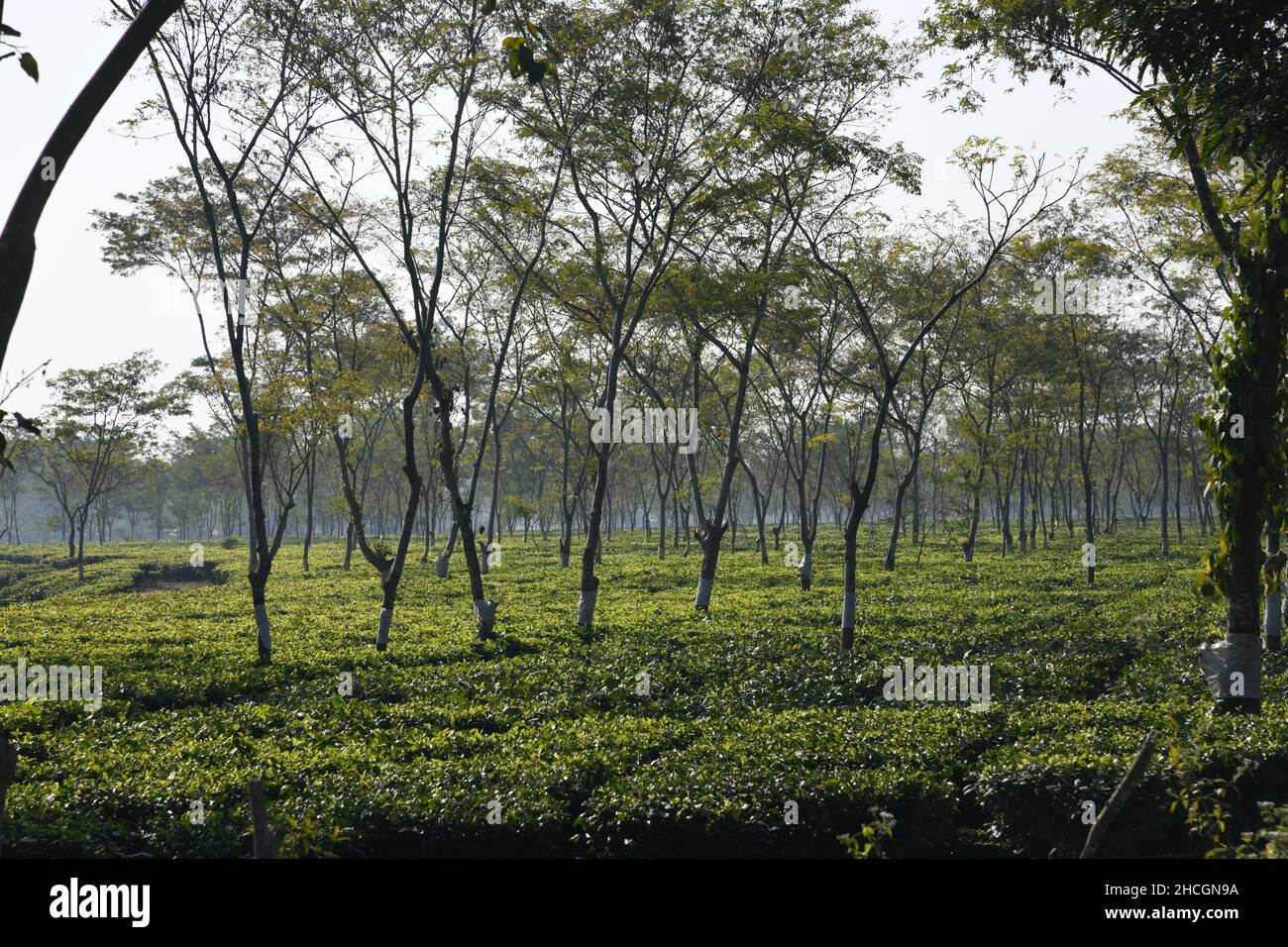 Tea garden of the Dooars. Lataguri, Jalpaiguri, West Bengal, India ...