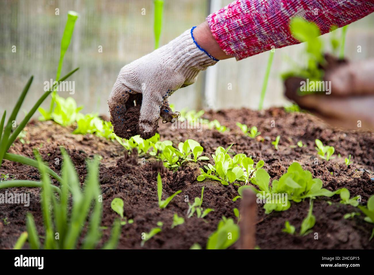 farmer planting sprouts in the greenhouse close-up no face Stock Photo ...