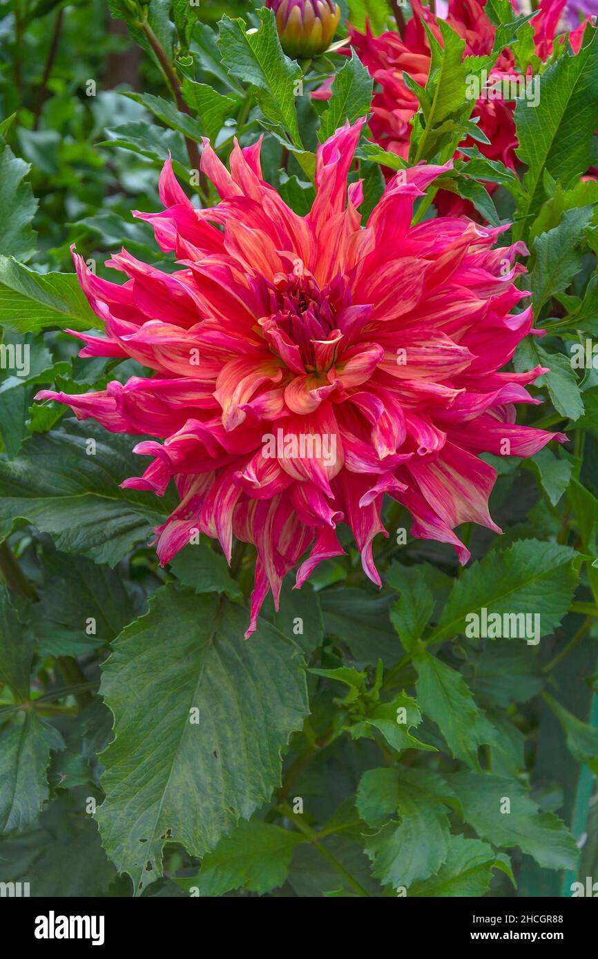 Bright large dahlia flower, well-groomed garden during flowering Stock ...